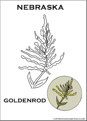 Nebraska: State Flower – Goldenrod – Abcteach