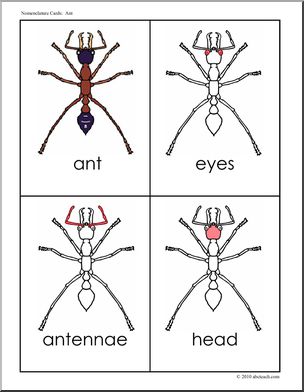 Montessori: Three-Part Matching Cards: Reptile/Amphibian – Abcteach