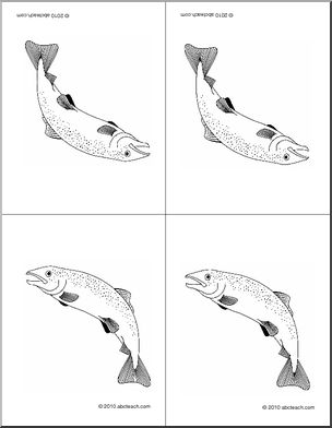 Nomenclature Cards: Fish (4, foldable) (b/w) – Abcteach
