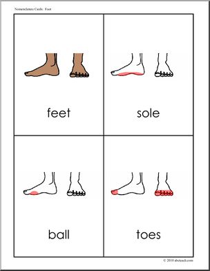 Nomenclature Cards: Human Anatomy Foot (red-highlighted) (primary/elem ...
