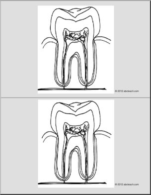 Nomenclature Cards: Tooth (2) (b/w) – Abcteach