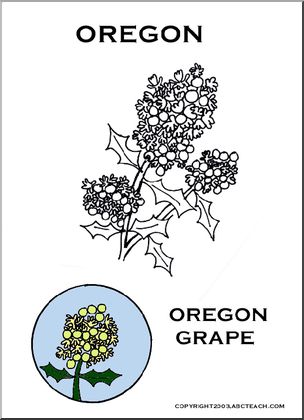Oregon: State Flower – Oregon Grape – Abcteach