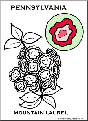 Pennsylvania: State Flower – Mountain Laurel – Abcteach