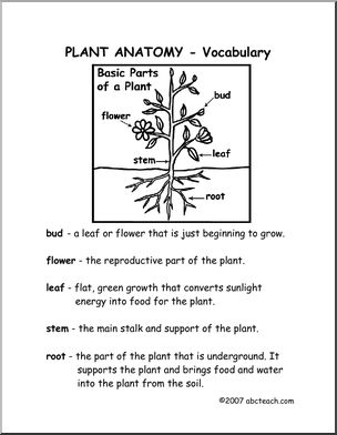 Worksheets: Plant Anatomy (elem/upper elem) – Abcteach