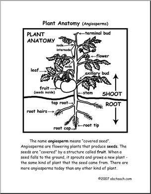 Worksheets: Plant Anatomy (upper elem/ middle) – Abcteach