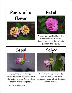 Fact Cards: Parts of a Flower – Abcteach