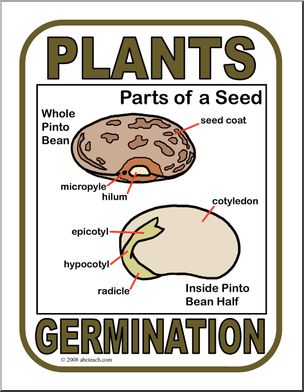 Poster: Plant Germination (color) – Abcteach