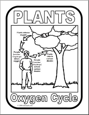 Poster: Plants & the Oxygen Cycle (b/w) – Abcteach