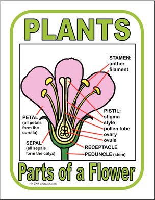 Poster: Parts of a Plant – Flower (color) – Abcteach