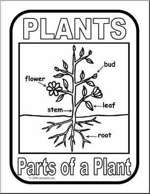 Poster: Parts of a Plant (b/w) – Abcteach