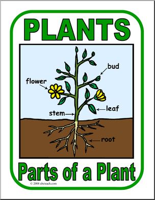 Poster: Parts of a Plant – Flower (b/w) – Abcteach