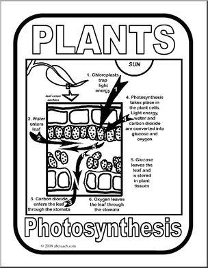 Poster: Photosynthesis in Cells (color) – Abcteach