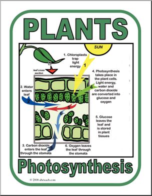 Poster: Photosynthesis in Cells (color) – Abcteach