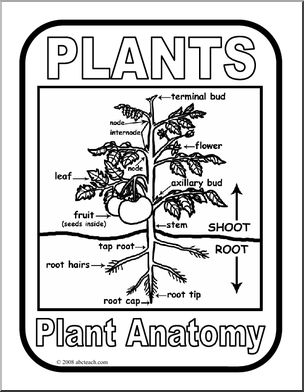Poster: Plant Anatomy (b/w) – Abcteach