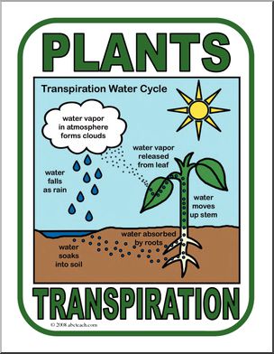 Poster: Plant Transpiration (color) – Abcteach