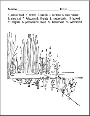 Chart: Pond Plants (all ages) – Abcteach