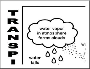 Large Poster: Transpiration/ Water Cycle (b/w) – Abcteach