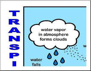 Large Poster: Transpiration/ Water Cycle (color) – Abcteach