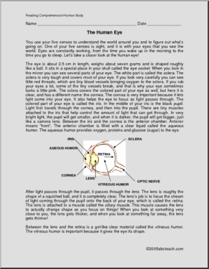 Comprehension: The Eyes Have It (elem/ upper elem) – Abcteach