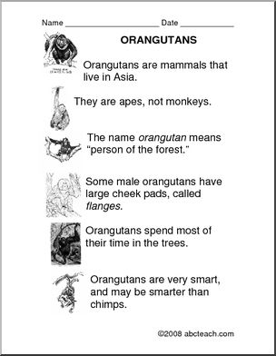 Comprehension: Orangutan (primary/elem) – Abcteach