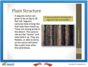 Interactive: Notebook: Reading Comprehension: Saguaro Cactus (upper ...