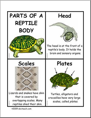 Fact Cards: Body Parts – Reptile – Abcteach