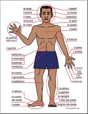 Italian: Grande Cartellone–la facciata del corpo, etichettato – Abcteach