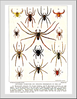 Chart: Spiders #2 – Abcteach