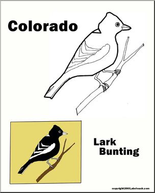 Colorado: State Bird – Lark Bunting – Abcteach