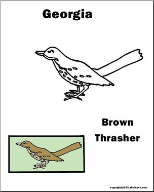 Georgia: State Bird – Brown Thrasher – Abcteach