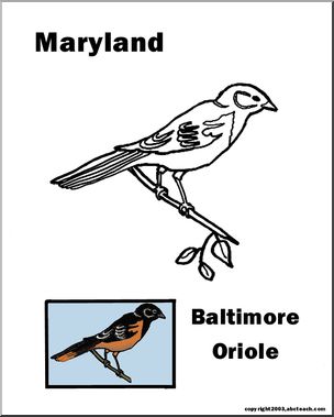 State Bird: Maryland – Baltimore Oriole – Abcteach