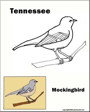 Tennessee: State Bird – Mockingbird – Abcteach