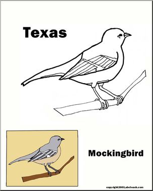 Texas: State Bird – Mockingbird – Abcteach