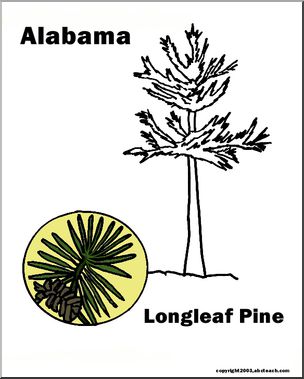 Rhode Island: State Tree – Red Maple – Abcteach