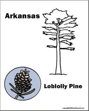 Arkansas: State Tree – Pine – Abcteach