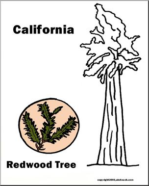 California: State Tree – California Redwood – Abcteach