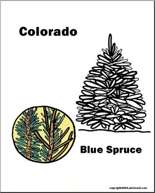 Colorado: State Tree – Blue Spruce – Abcteach