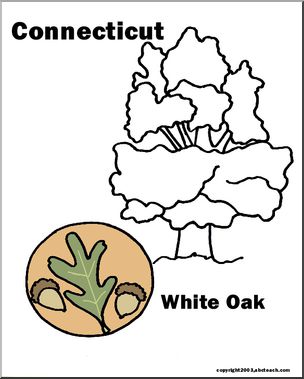 Mississippi: State Tree – Southern Magnolia – Abcteach