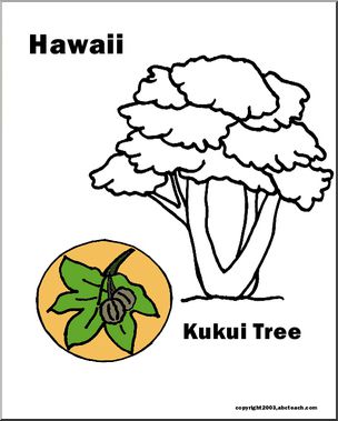 Texas: State Tree – Pecan – Abcteach