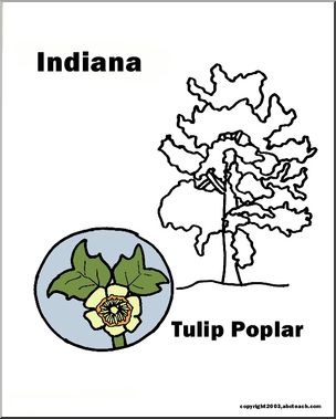 Indiana: State Tree -Tulip Tree (tulip poplar) – Abcteach