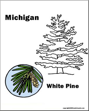 Michigan: State Tree – White Pine – Abcteach
