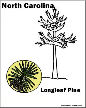 North Carolina: State Tree – Pine (longleaf) – Abcteach