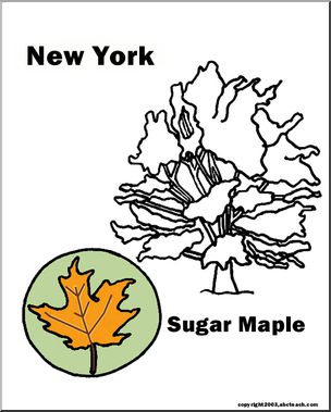 New York: State Tree – Sugar Maple – Abcteach