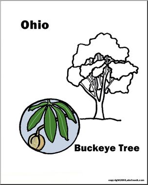 Ohio: State Tree – Ohio Buckeye – Abcteach