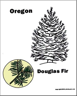 Oregon: State Tree – Douglas Fir – Abcteach