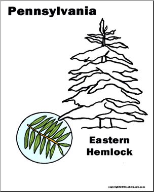 Pennsylvania: State Tree – Eastern Hemlock – Abcteach