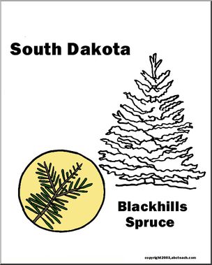 South Dakota: State Tree – Black Hills Spruce – Abcteach