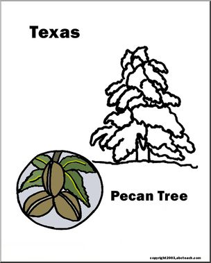 Maine: State Tree – White Pine – Abcteach