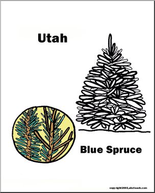 Utah: State Tree – Blue Spruce – Abcteach
