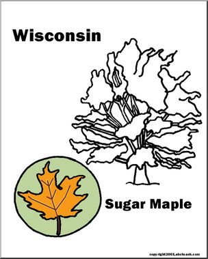 Wisconsin: State Tree – Sugar Maple – Abcteach